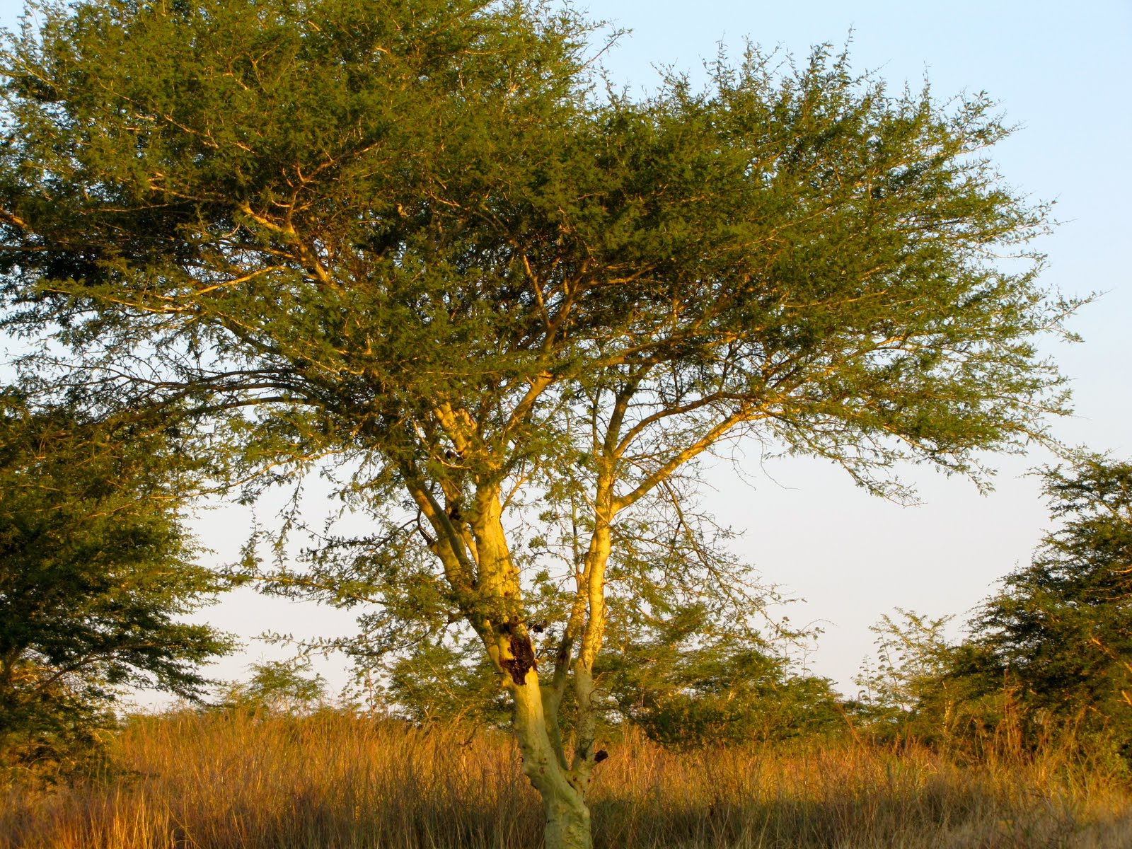 Bee's 2010 Photo Challenge: Umkhanyakude - 12 June 2010