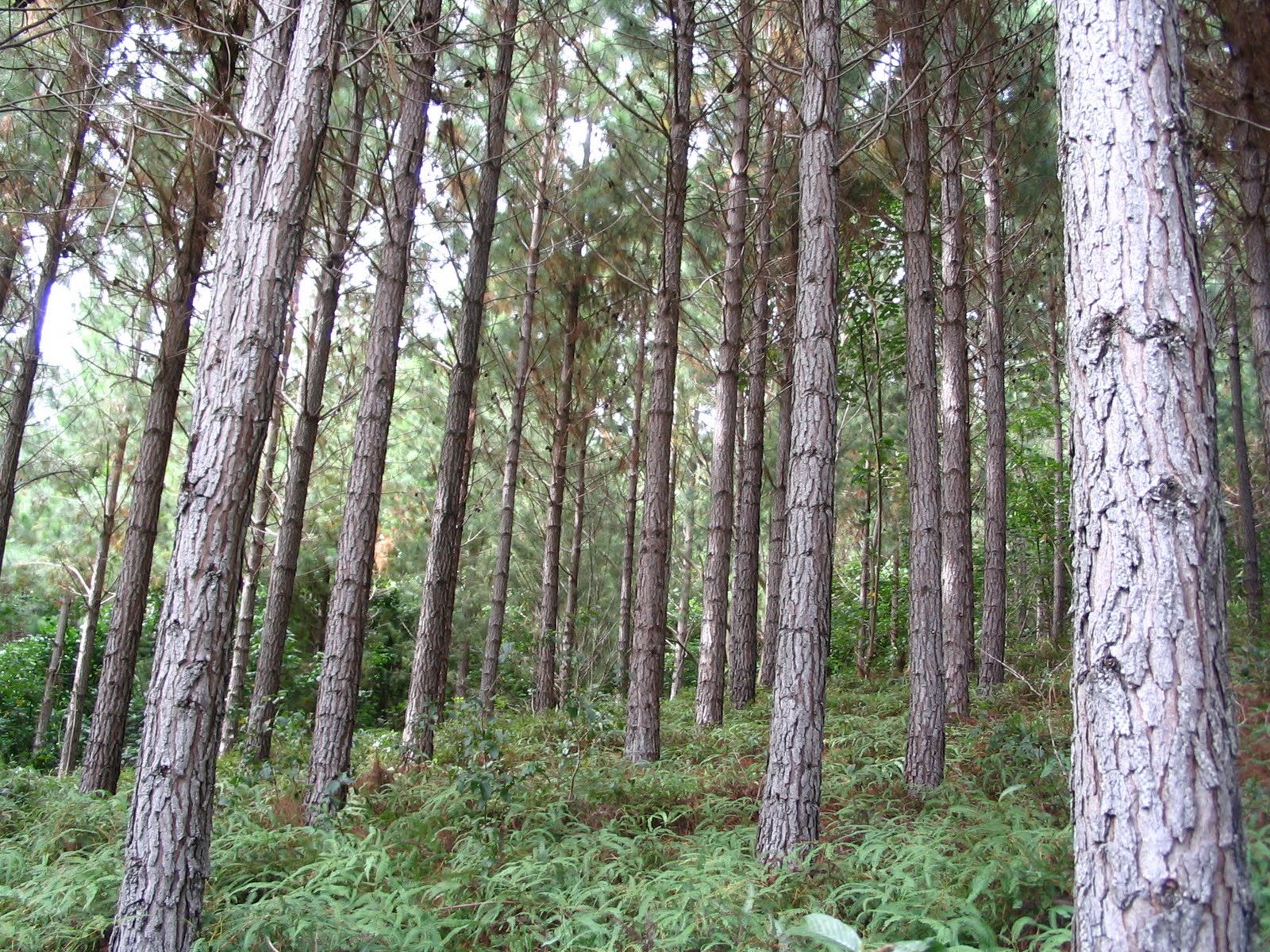 Mangaia - Cook Islands: Views and Scenery of Mangaia