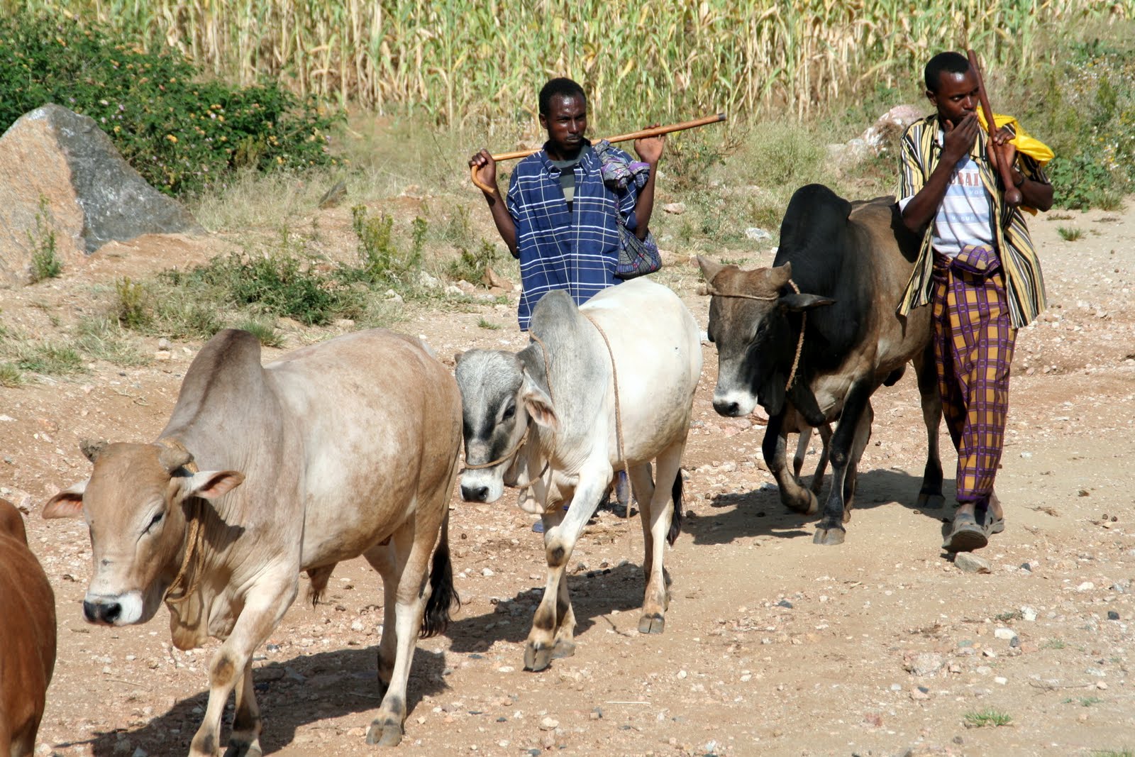 Cuadernos de Viaje: ETIOPIA Oct-09 1/7