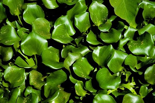 Kavvayi Backwaters. Valiyaparamba.: Alleypey seaweed...African Payal..