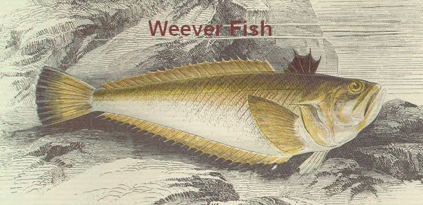 67 Not Out: A Weaver Stung By A Weever