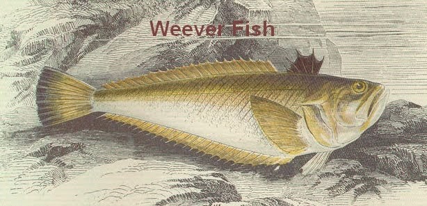 67 Not Out: A Weaver Stung By A Weever