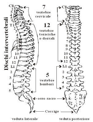 206 Nama Tulang Beserta Nama Latinnya ~ MRyamizard