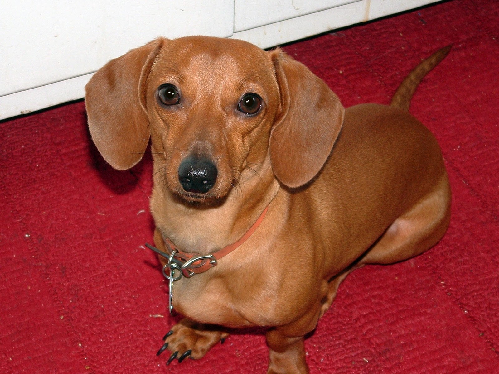 Raising Knights: Wordless Wednesday #6 - "The Wiener"