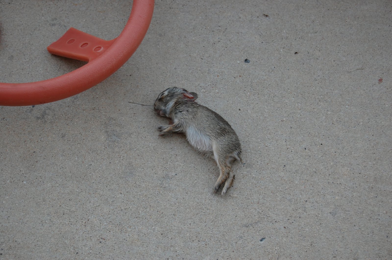 The Texas Chronicles: The Bunny Incident *If you scroll down, you will ...