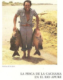 VIVENCIAS LLANERAS DEL ABUELO: Morocotos, Cachamas y Cachamotos