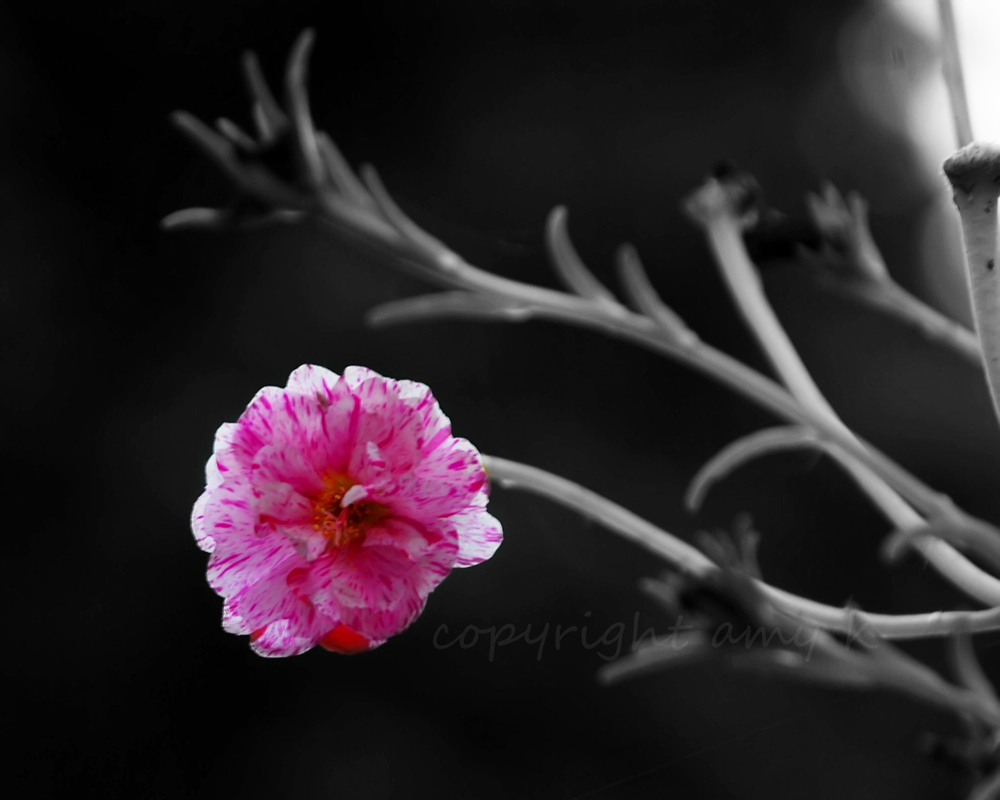 Artistically Amy: Color Splash Sunday - Pink Flower