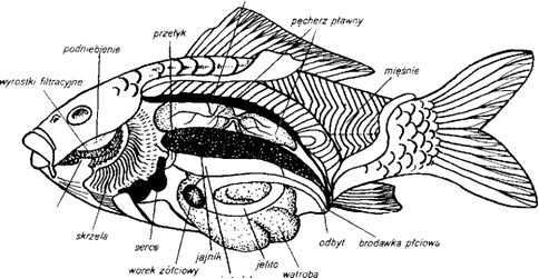 Budowa ryby i jej życie | Ryby Akwariowe hodowla najciekawsze ładne