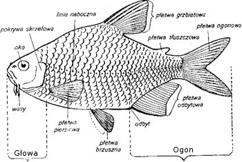 Budowa ryby i jej życie | Ryby Akwariowe hodowla najciekawsze ładne