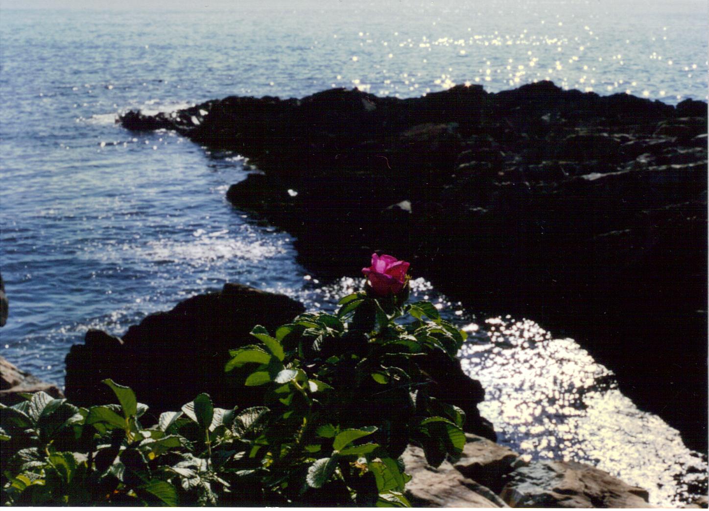 New England Travels: The Marginal Way, Ogunquit, Maine