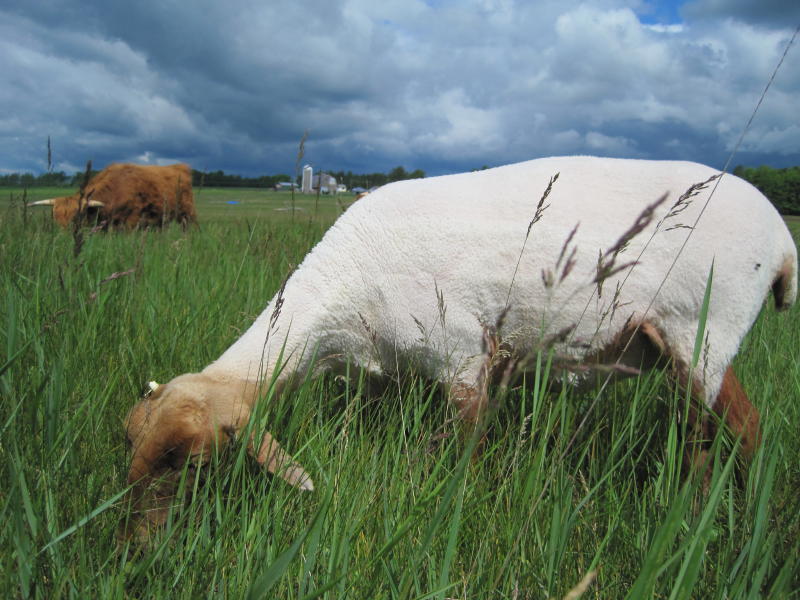 The Rustic Table: Clean Sheep