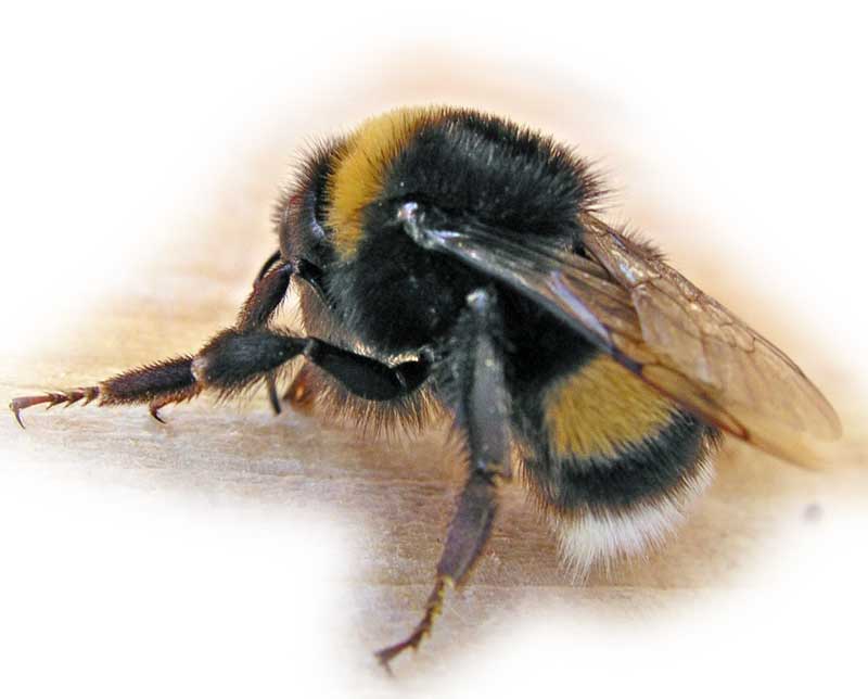 Ko je oklevetao bumbare? - Detozin