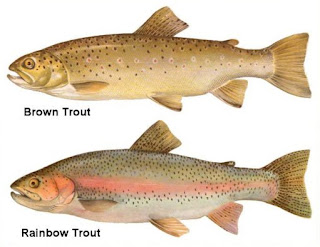 FISHING: Trout species