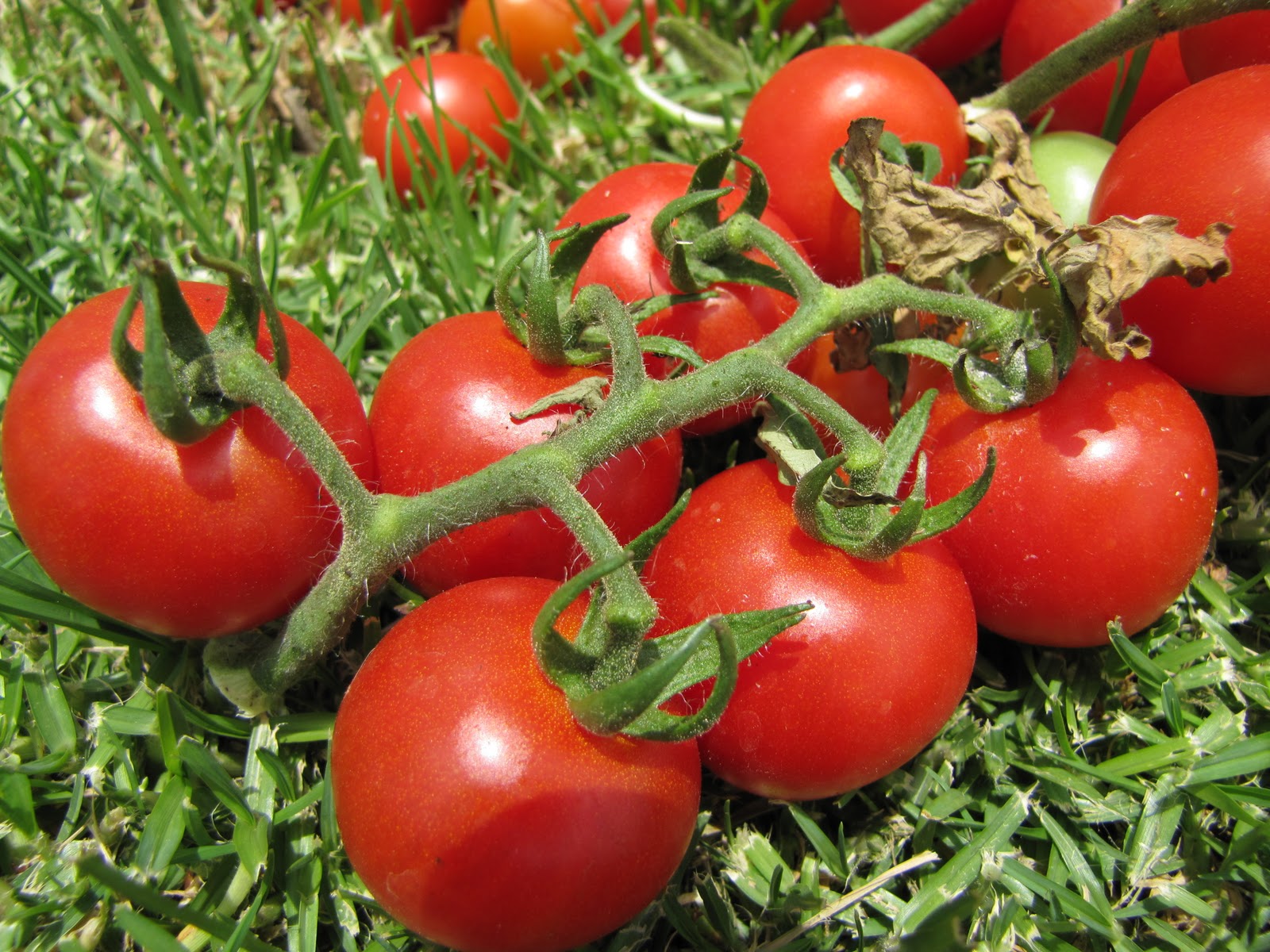 Gourmet Garden: Tomatoes!