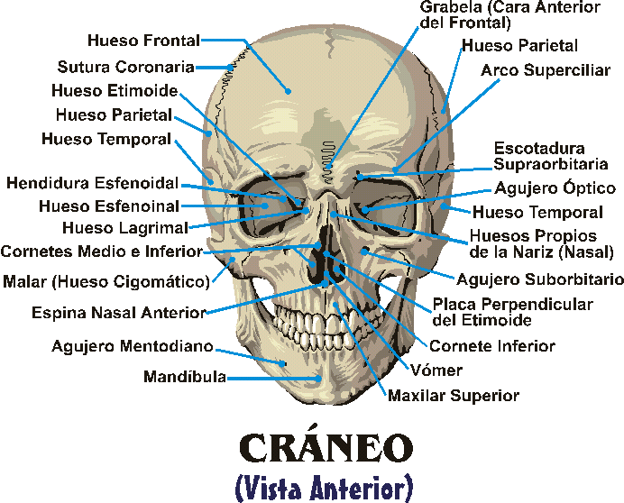 Osteologia del craneo - Imagui