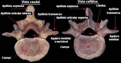 KOALAS"""": VERTEBRAS LUMBARES