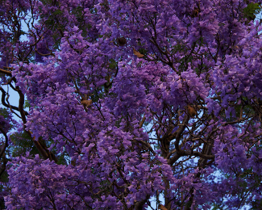 la isla blogita: jacaranda at sunset