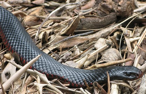 National Geographics: black snakes pictures