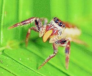 - Cuidemos el Ambiente -: PRIMERA ARAÑA VEGETARIANA