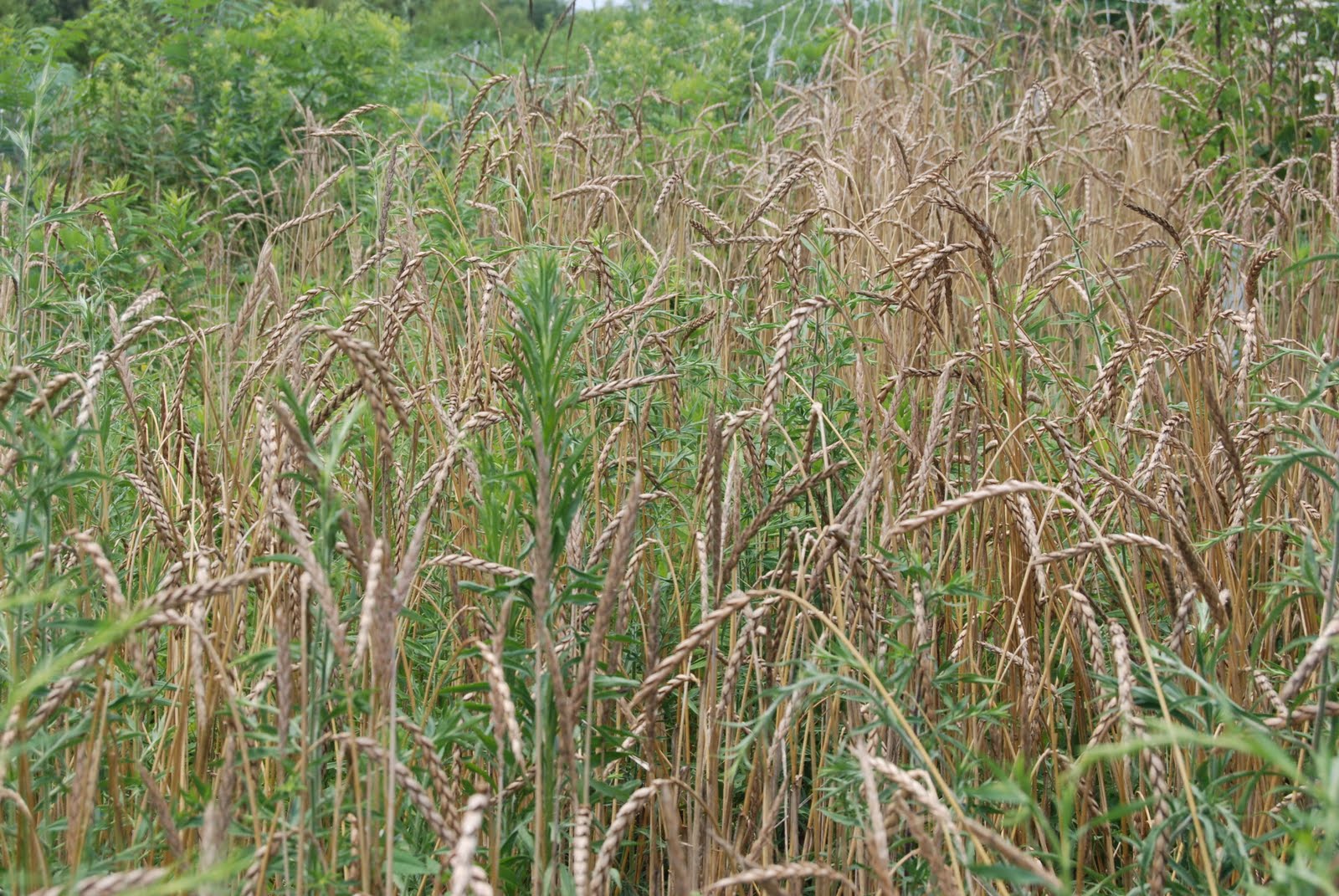 virginiaisforlykoshes: The Wheat and the Tares
