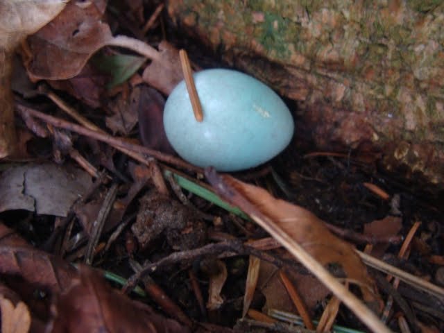 © Mein Waldgarten: Vogeleier