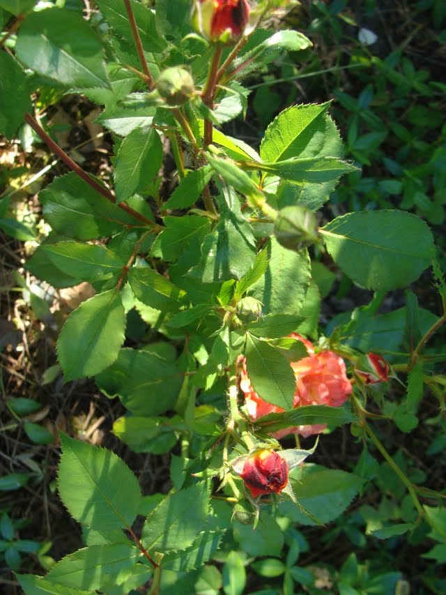 © Mein Waldgarten: Rosa Rumba