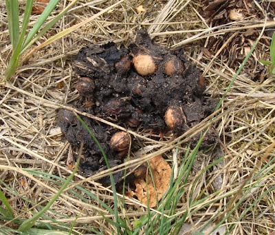 © Mein Waldgarten: Marder