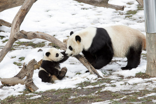 Baby Panda - All About Animals