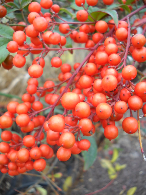(( the garden harlot )): bamboo berries booming of orange ways.
