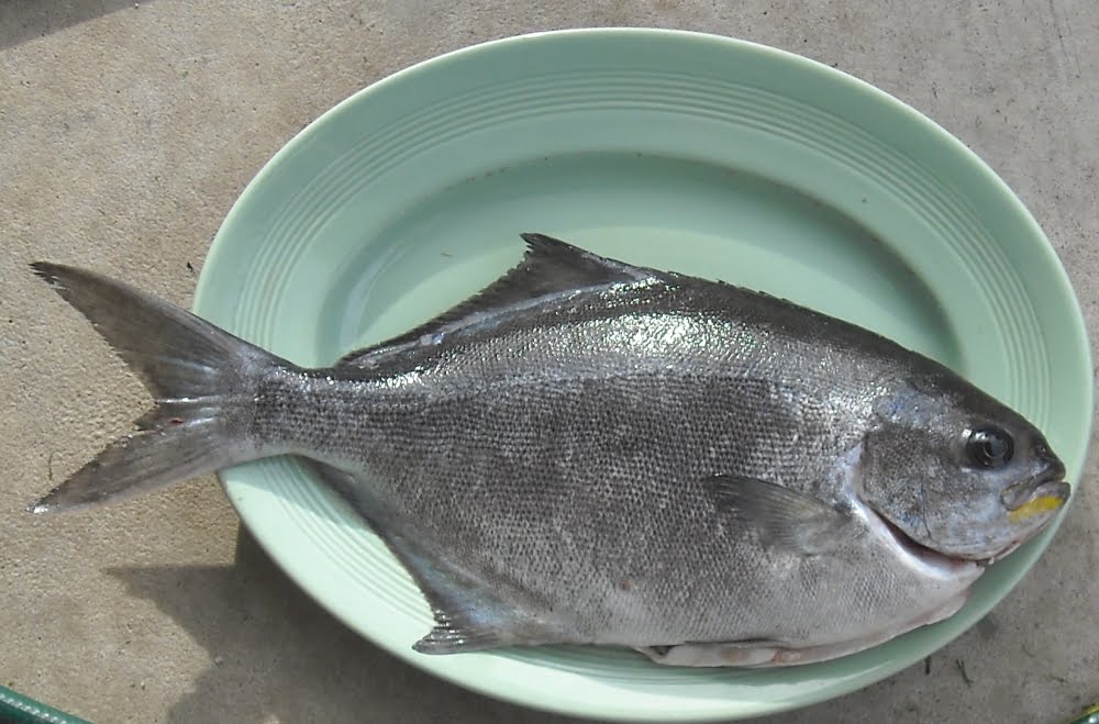 Flinders Family Freer: August 2010