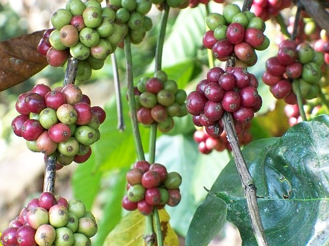 Byc Halugunda: KAILPOD, KAILPODH, KAILPOLDH,KAIL MURTA or KAIL MUHURTHA ...