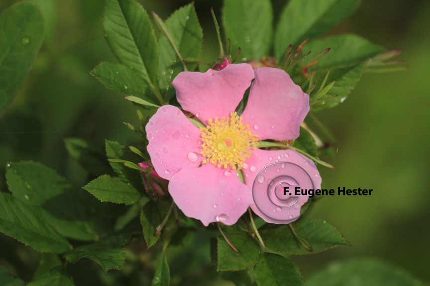 F. Eugene Hester’s Wildlife Photography: Wild Flowers