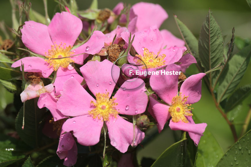 F. Eugene Hester’s Wildlife Photography: Wild Flowers