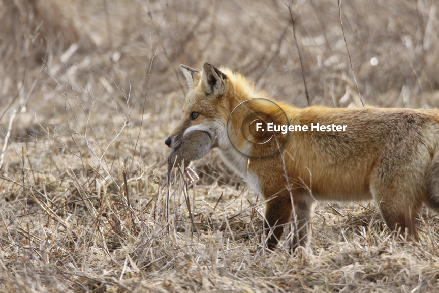 F. Eugene Hester’s Wildlife Photography: Mammals