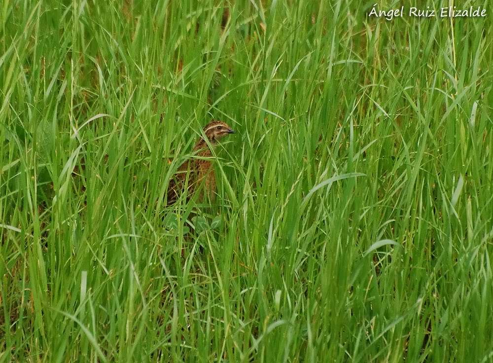 Aves de la Ría de Ajo: Fotografiando codornices desde casa...
