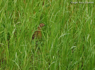 Aves de la Ría de Ajo: Fotografiando codornices desde casa...