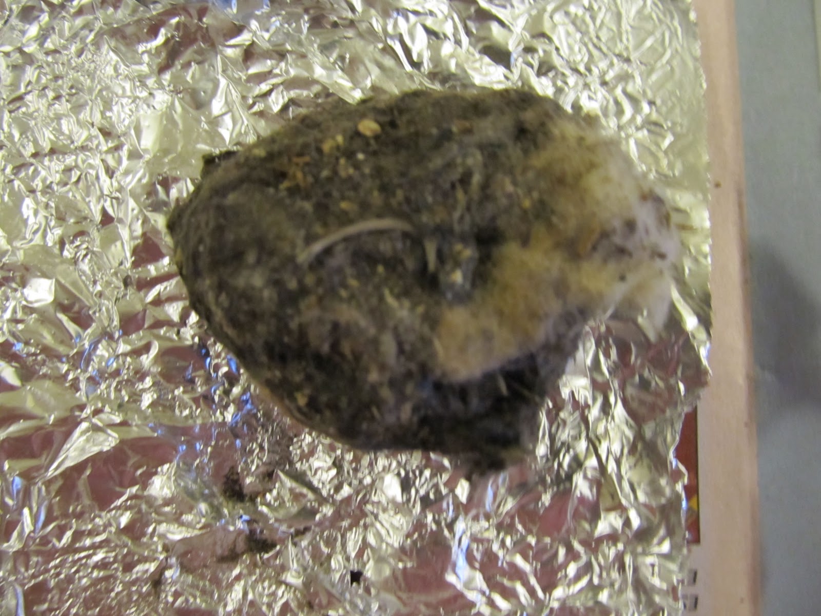 Anne of Alamo: 15 Owl Pellets Please, Yes, those are feces!