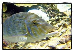 About Okinawa: Taman - Bottom Fishes in Okinawa