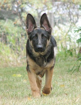 Ultimate German Shepherd Guide - Puppies Behavior Study, Raising ...