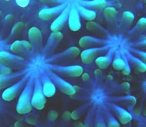 La vie d'un aquarium récifal: Introduction de coraux durs