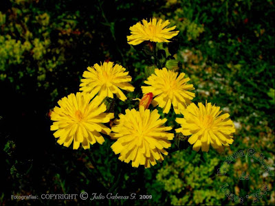 Ventana Cultural de Lanco: Lanco Florido II