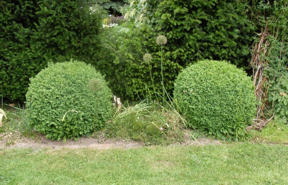 Garten-anders: Buchsbaumkugeln: Buchsbaumschnitt der einfachen Art mit ...