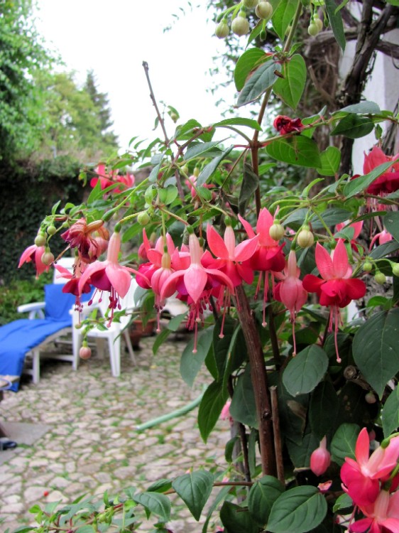 Gartenarbeit Ideen: Die Zeit der Fuchsien: ab August bis zum Frost