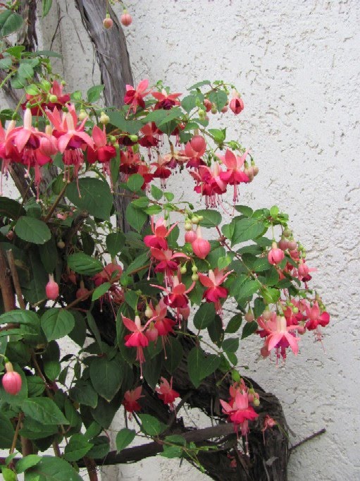 Gartenarbeit Ideen: Die Zeit der Fuchsien: ab August bis zum Frost