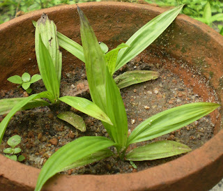 ஆயுர்வேத மருத்துவம்: ஆண்மை வீர்யம் பெருக்கும் ,காதல் வளர்க்கும் ...