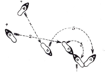 five favorite ballet steps - .FIVE. ~ Dear Blogosphere