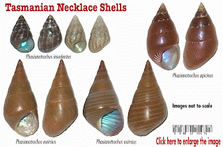 TASMANIAN SHELL NECKLACE RESEARCH: Tasmanian Necklace Shells ...