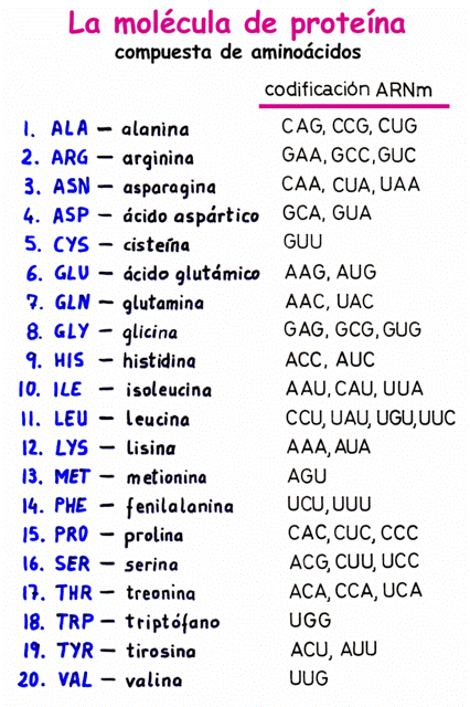 SEDIN - NOTAS y RESEÑAS: Codones sinónimos: Otro mecanismo de ...