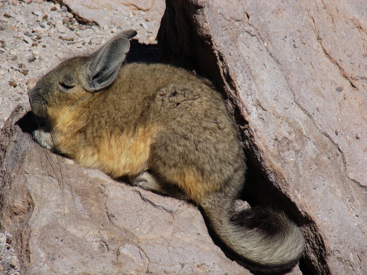 El Pensieve de Dinorider: Titicaca, Puma de Piedra