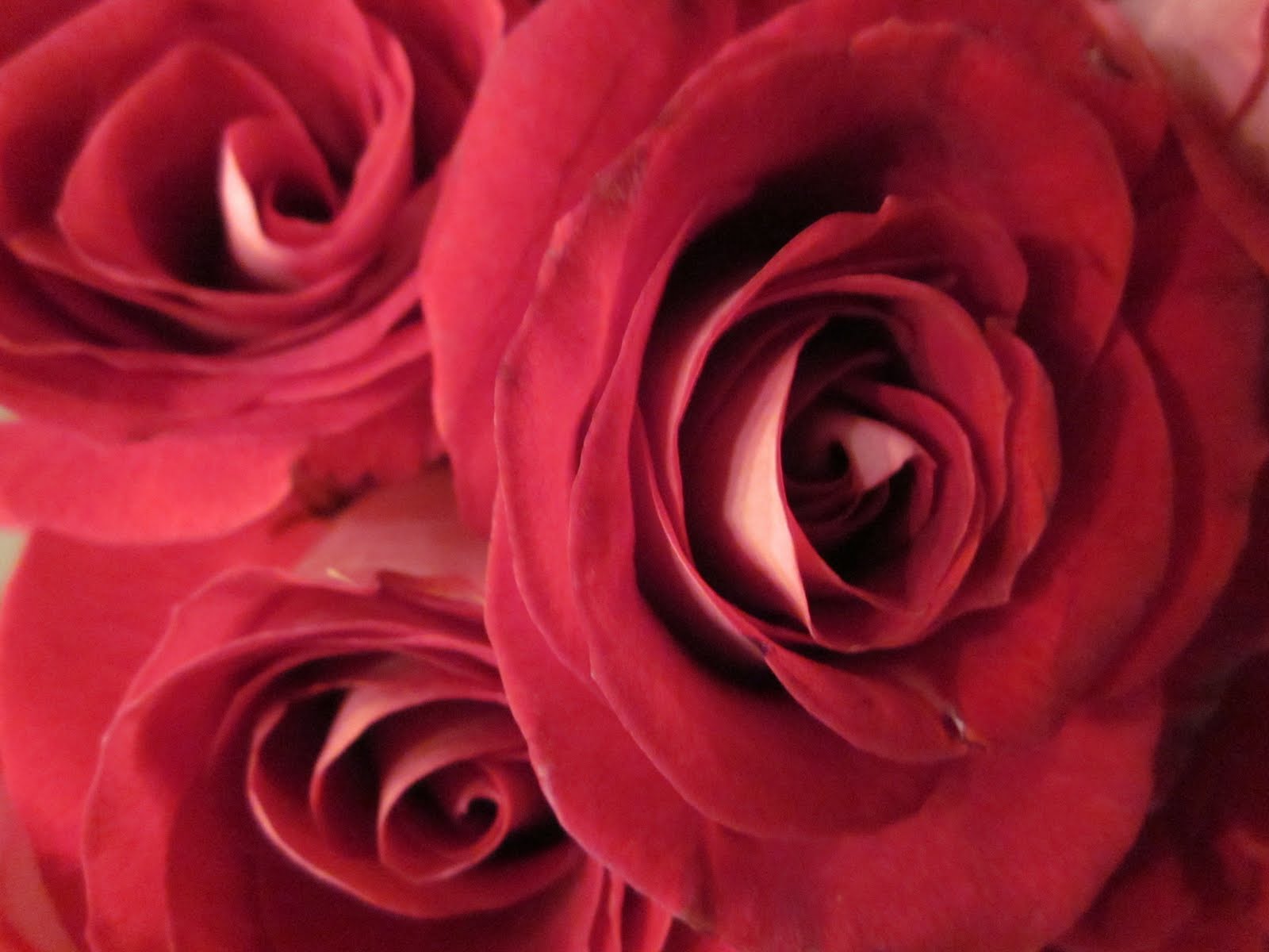 fragments i textos - Cristina Santmartí i Torruella.: Enviant flors.